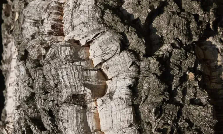 Domaines Paul Jaboulet Aîné - Rhône Valley Fine Wines