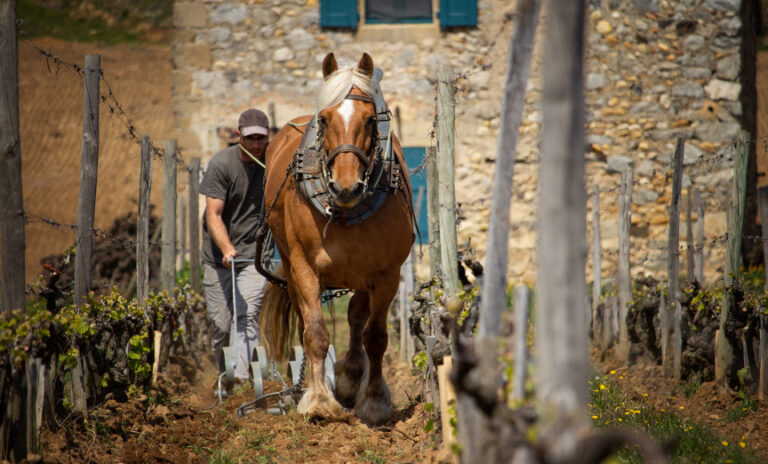 Domaines Paul Jaboulet Aîné - Grands vins de la vallée du Rhône