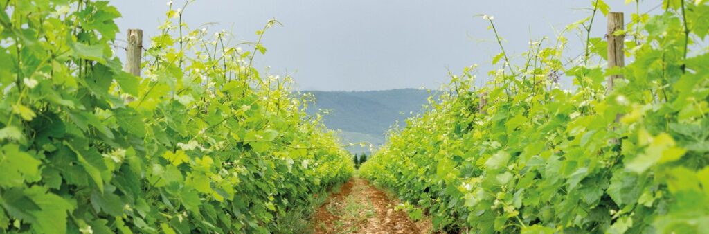 Parallèle 45 White - Côtes du Rhône - Paul Jaboulet Aîné